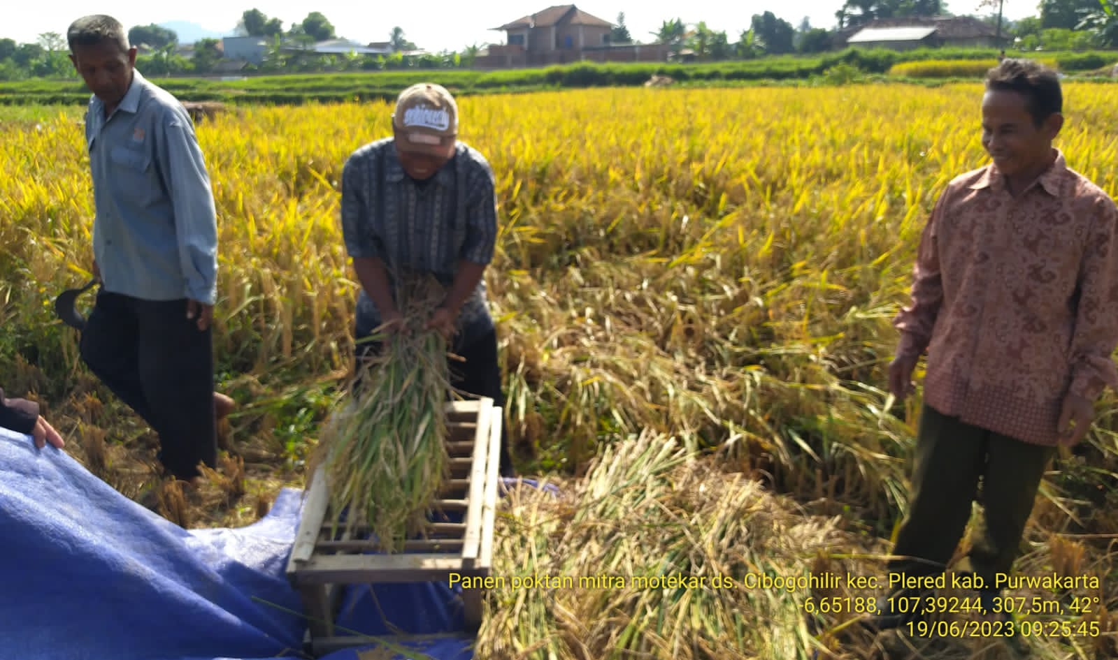 PANEN PADI | Data Kabupaten Purwakarta
